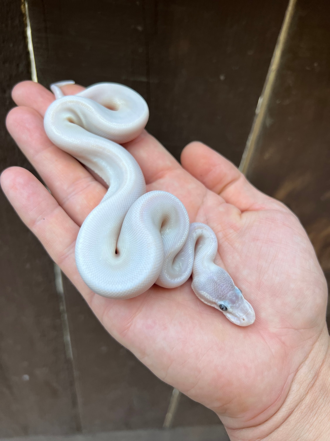 Blue Eyed Lucy GHI 100% Het Hypo Ball Python by The Trap Exotics ...