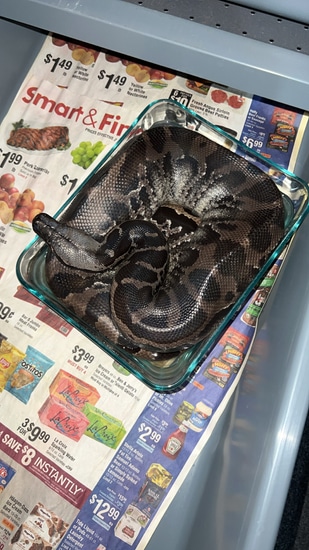 Black Short Tailed Python Sumatran Short-Tailed Python by The Trap Exotics