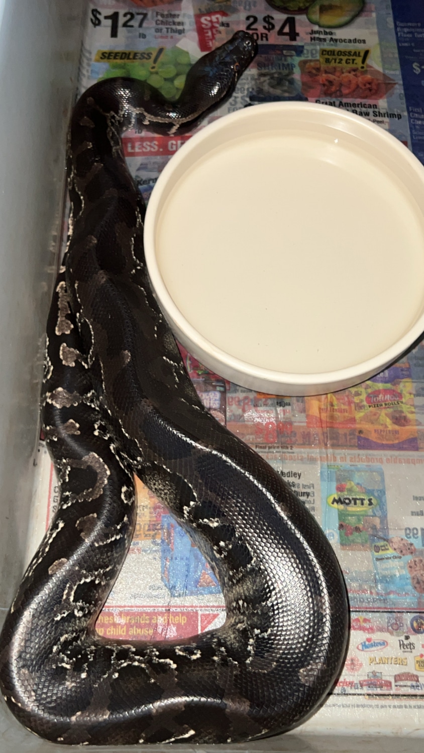 Sumatran Short-tailed Python by The Trap Exotics - MorphMarket