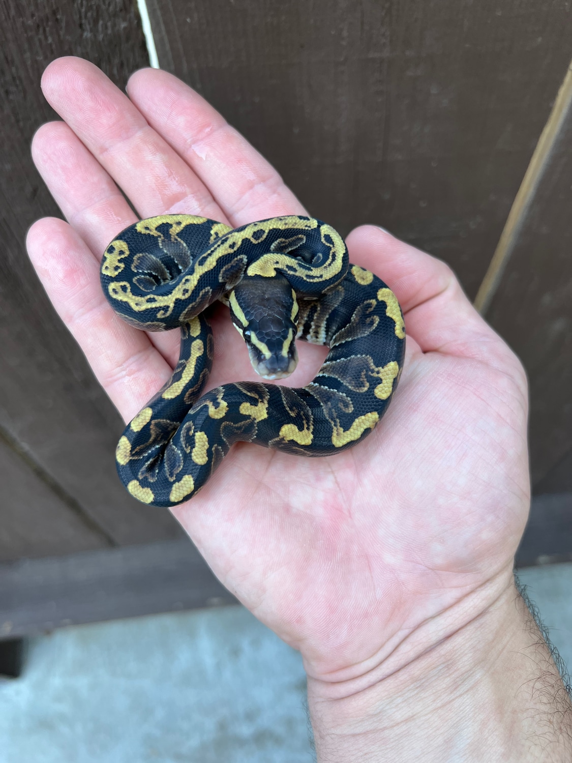 GHI Leopard Het Hypo Ball Python by The Trap Exotics - MorphMarket