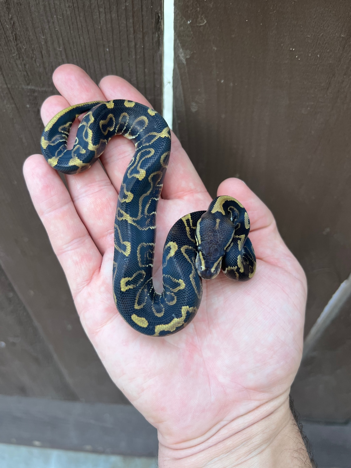 Super GHI Leopard Het Hypo Ball Python by The Trap Exotics - MorphMarket