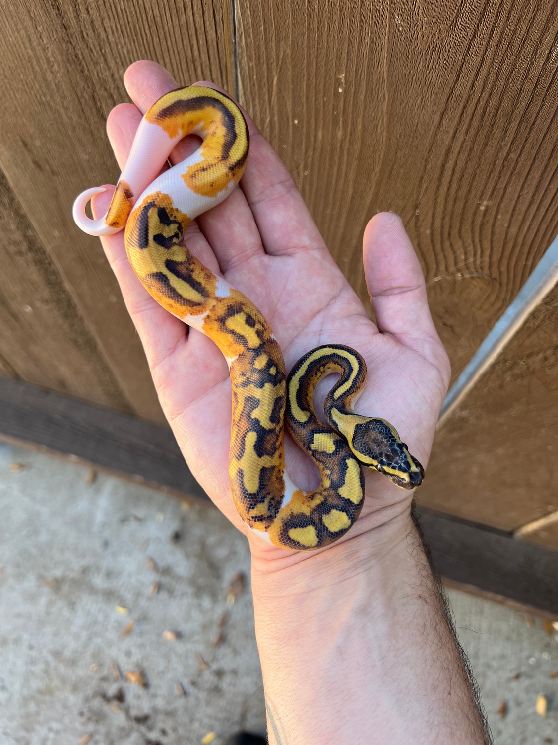 Orange Dream Yellow Belly Enchi GHI GeneX Pied Ball Python by The Trap ...