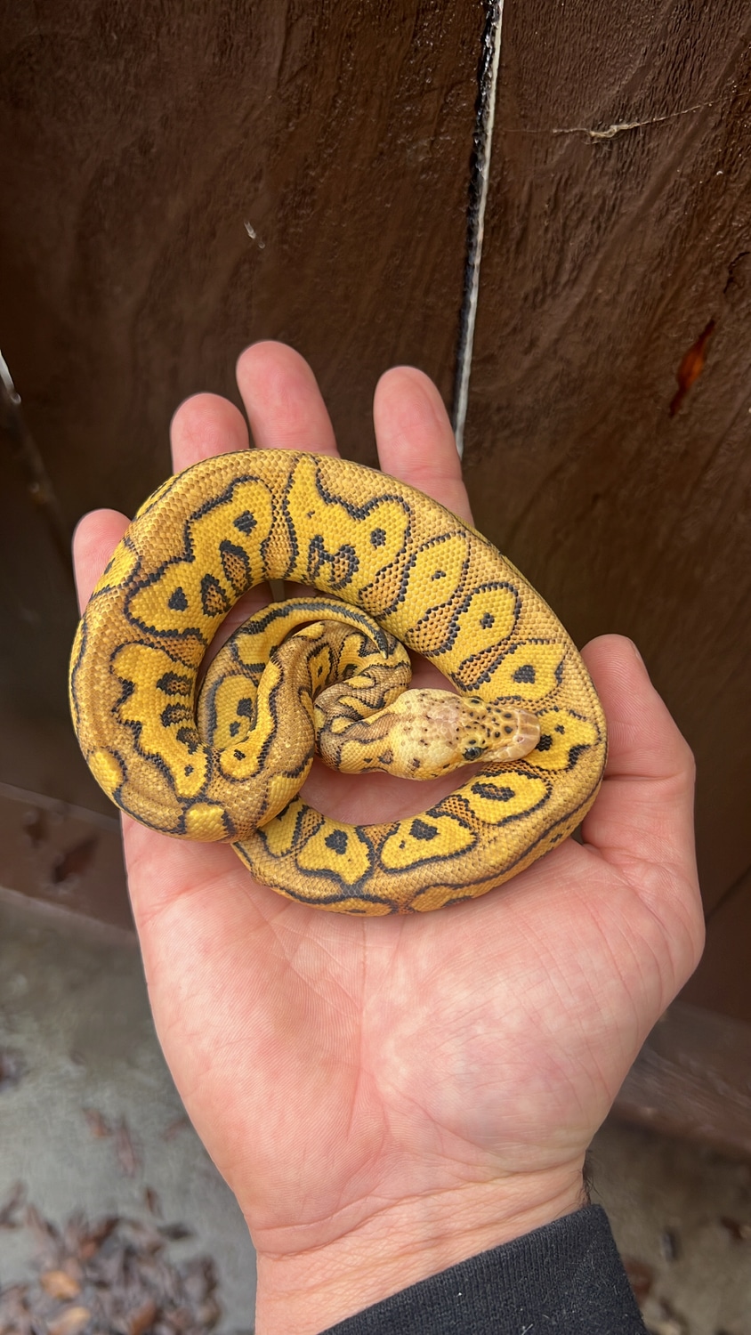 Firefly Leopard Yellow Belly Clown Ball Python by The Trap Exotics ...