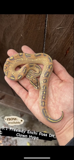 Freeway Enchi Poss Double Het Clown Hypo Ball Python by The Trap Exotics