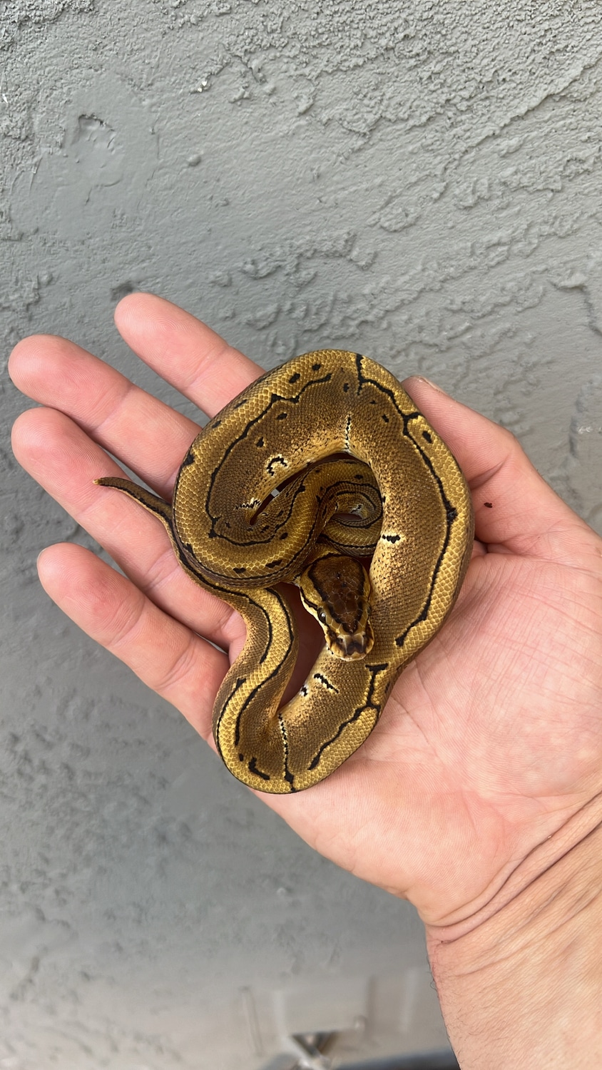 Asphalt Enchi Pinstripe Double Het Hypo Clown Ball Python by The Trap ...