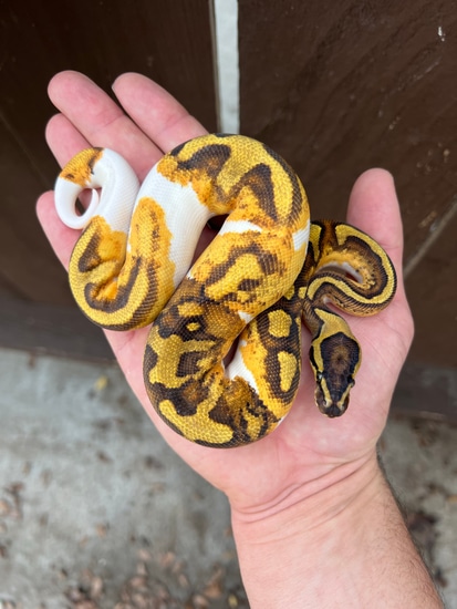 Orange Dream Yellow Belly Enchi GHI Pied Ball Python by The Trap Exotics