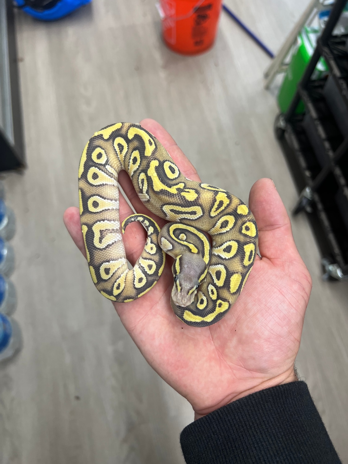 Pastel Mojave Hypo Ball Python by The Trap Exotics - MorphMarket