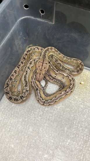 Super Dwarf Kalatoa Marble Platinum Anery Reticulated Python by The ...