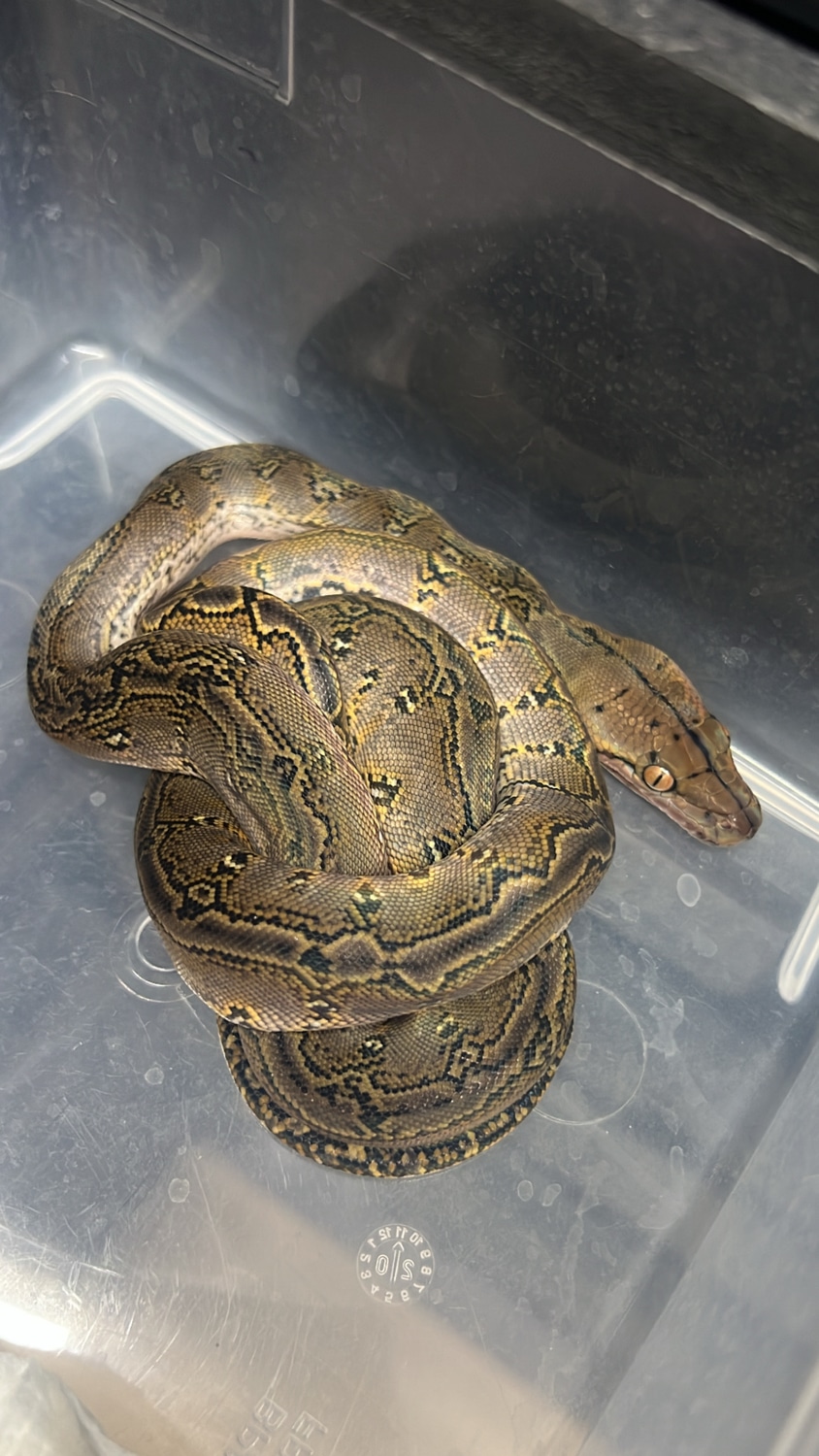 Marble Het Anery Super Dwarf Kalatoa Reticulated Python by The Trap ...