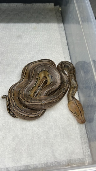 Super Dwarf Kalatoa Marble Het Anery Reticulated Python by The Trap Exotics