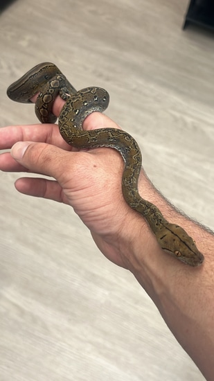 Super Dwarf Retic Kalatoa Marble Het Anery Reticulated Python by The ...