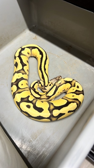 Pastel Desert Ghost Orange Dream Yellow Belly 100% Het Clown Ball ...