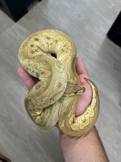 GHI Mojave Yellow Belly Clown Ball Python by The Trap Exotics
