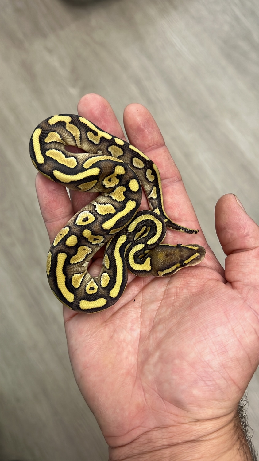 Lesser Enchi Asphalt Het Clown Ball Python by The Trap Exotics ...
