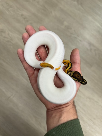 Orange Dream Yellow Belly Leopard Pied Ball Python by The Trap Exotics