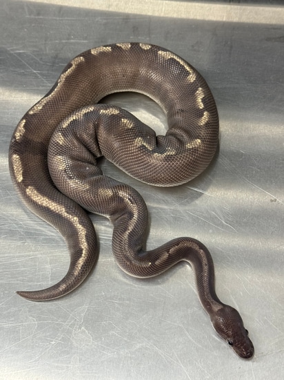 Super GHI Mojave Het Hypo Ball Python by The Trap Exotics