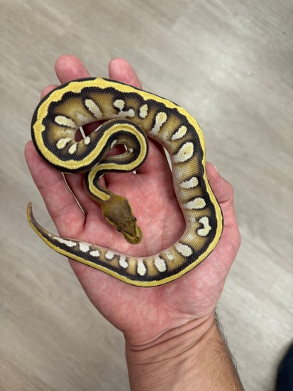 Cypress Orange Dream Yellow Belly Mojave 100% Het Clown 100% Het Desert Ghost Ball Python by The ...