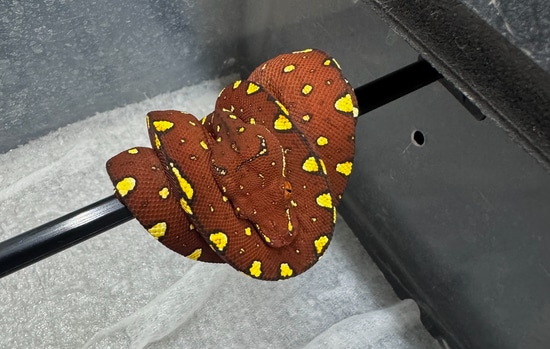 Green Tree Python USCBB by The Trap Exotics