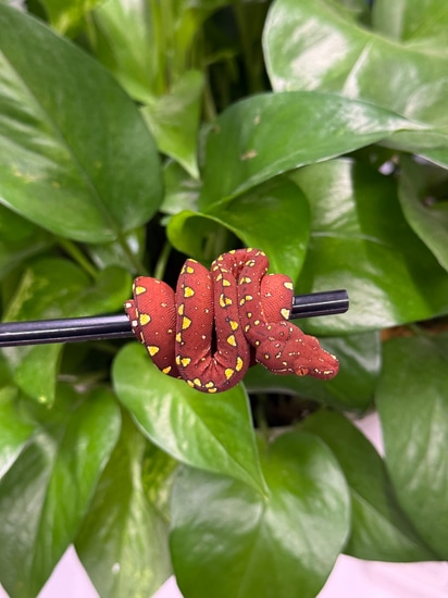 Green Tree Python USCBB by The Trap Exotics