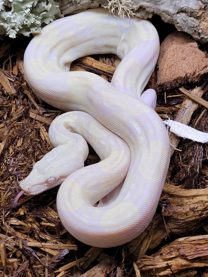 🇨🇦 IMG Snow 🇨🇦 Boa Constrictor by MJK Exotics