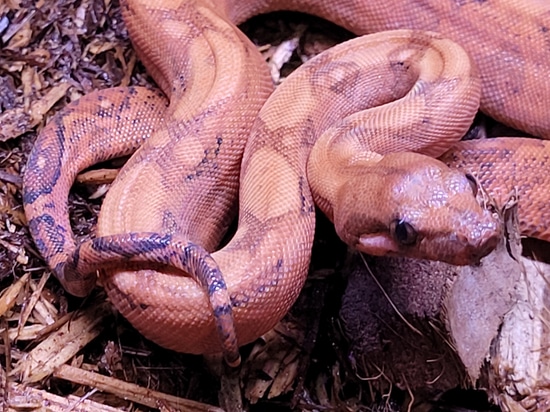 🇨🇦 Hog Island Blood 🇨🇦 Boa Constrictor by MJK Exotics