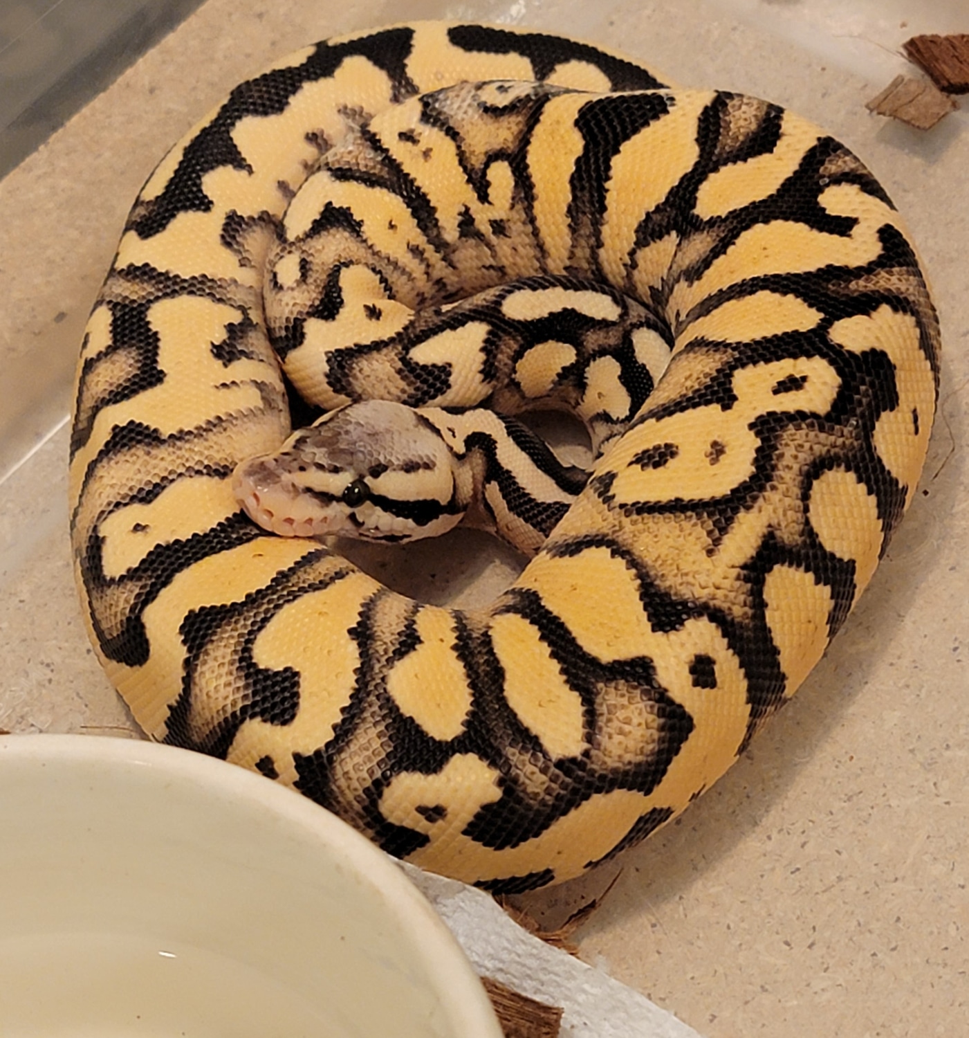 Firefly Yellow Belly Ball Python By Mandm Exotics Morphmarket