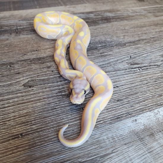 2022 Banana Het G-Stripe Ball Python by 24/7 Reptiles