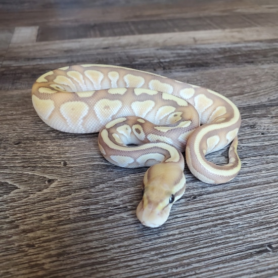 Banana Mojave Het G-Stripe Ball Python by 24/7 Reptiles