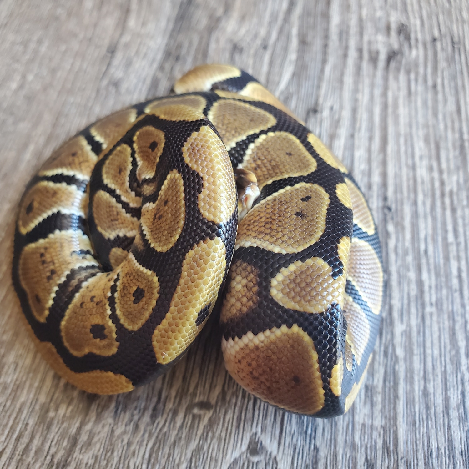 Normal Het G-Stripe Ball Python by 24/7 Reptiles - MorphMarket