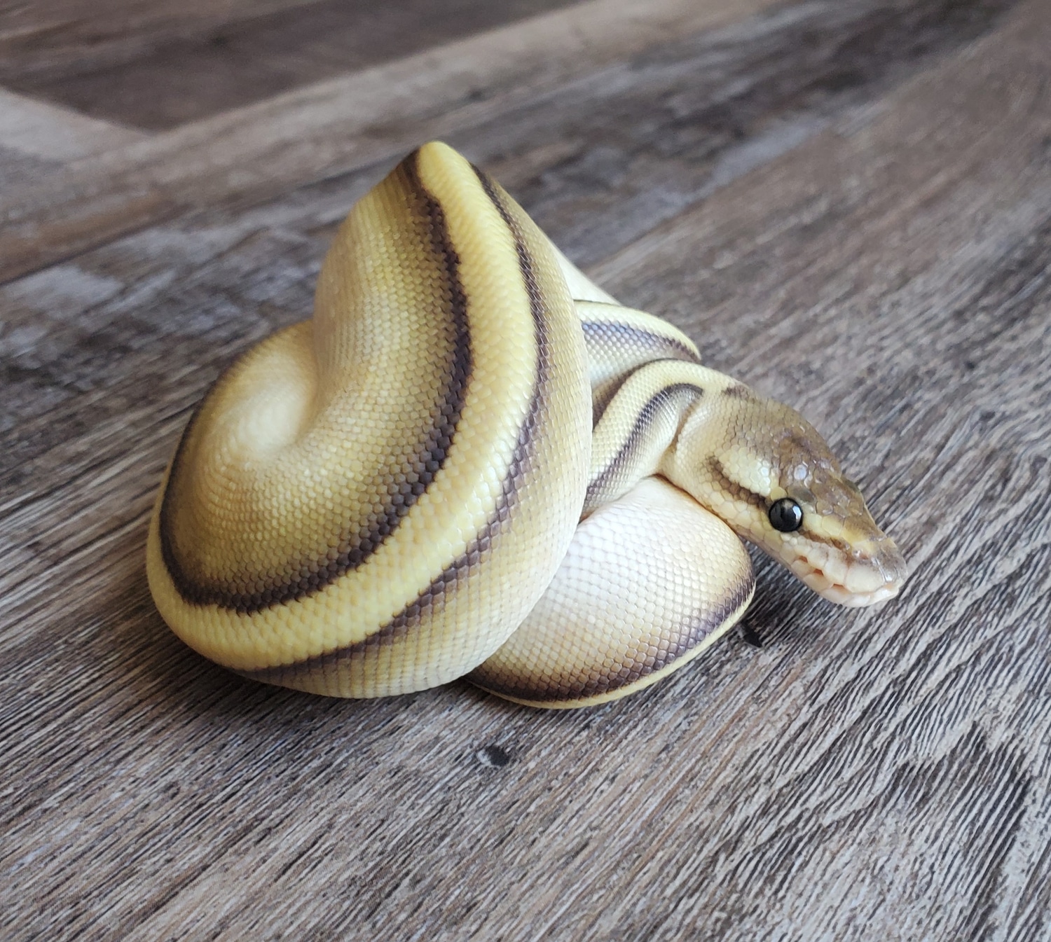 Butter Genetic Stripe Ball Python by 24/7 Reptiles - MorphMarket