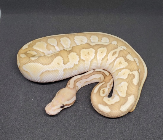 Banana Butter Het G-Stripe Ball Python by 24/7 Reptiles