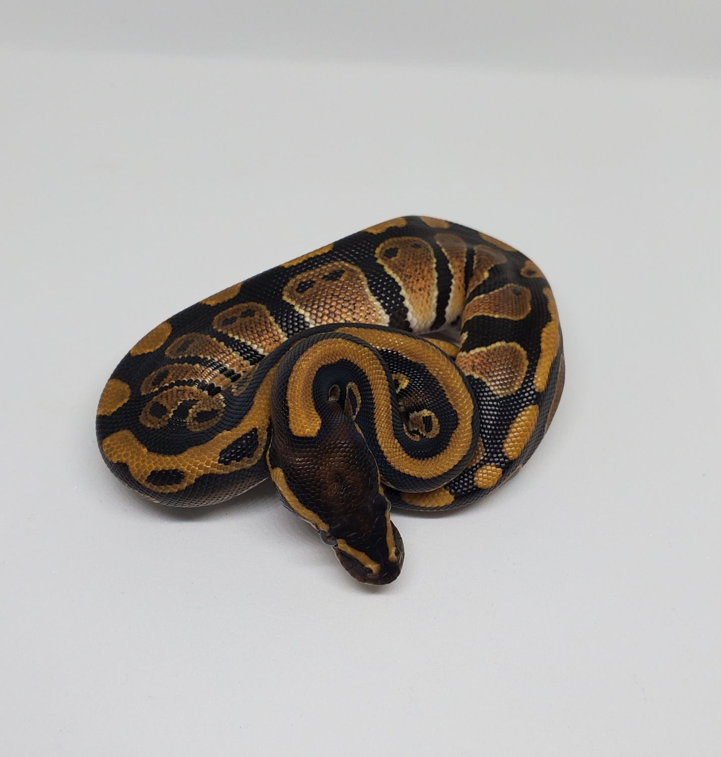 Het Pied Ball Python by 24/7 Reptiles - MorphMarket