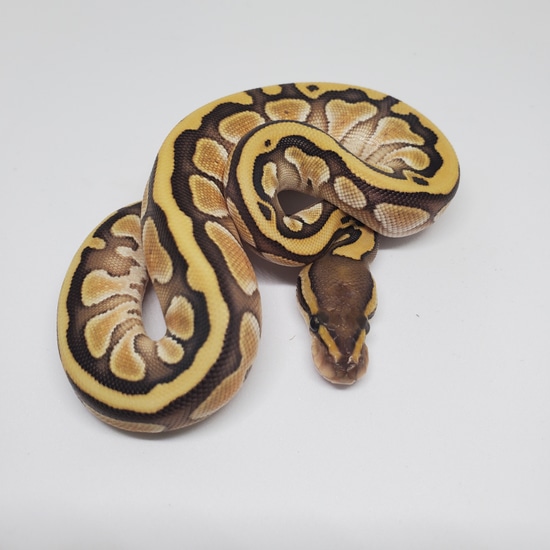 Butter Het G-Stripe Ball Python by 24/7 Reptiles