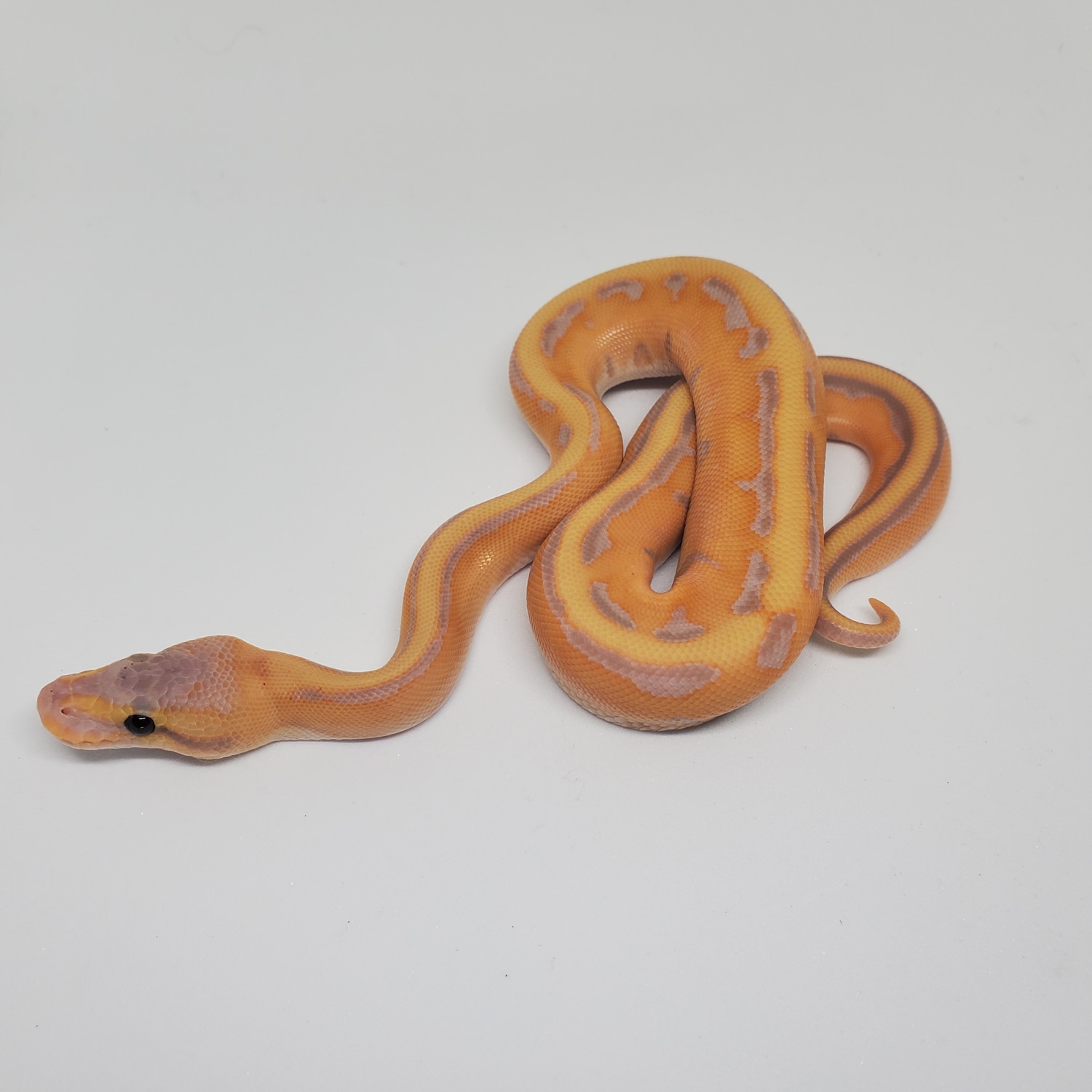 Banana Genetic Stripe Ball Python by 24/7 Reptiles - MorphMarket