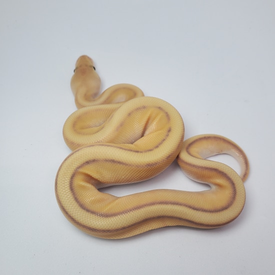 Banana Butter G-Stripe Ball Python by 24/7 Reptiles