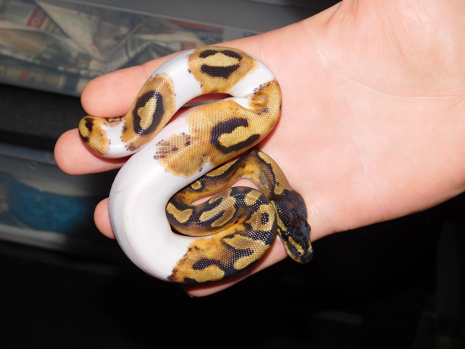 Pied Female Ball Python by Cold Blooded Mutations - MorphMarket