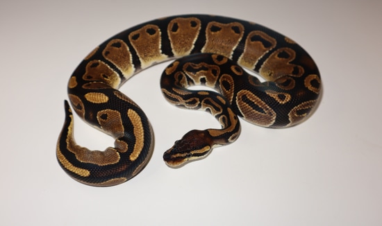 66% Het Pied Female Ball Python by Cold Blooded Mutations