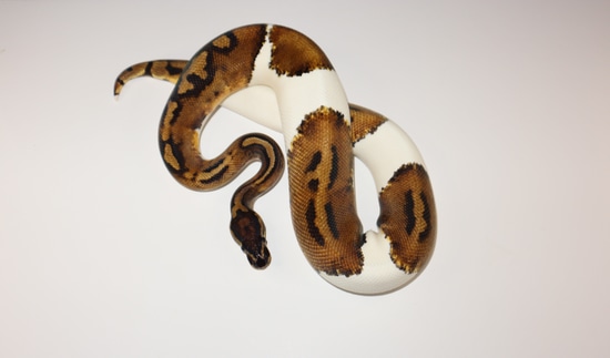 Pied Male (Free Shipping) Ball Python by Cold Blooded Mutations