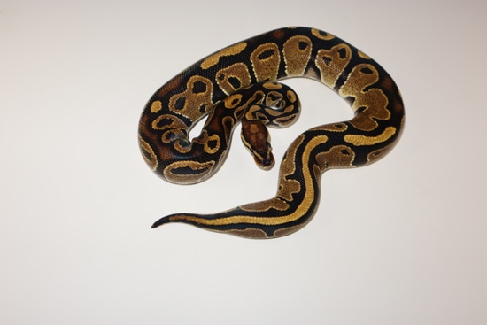 66% Het Pied Female Ball Python by Cold Blooded Mutations