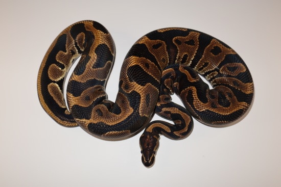 Leopard 50% Het Pied 50% Het Hypo Ball Python by Cold Blooded Mutations