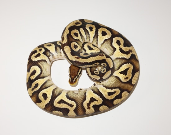 Pastel Mojave 66% Het Hypo 50% Het Pied (Free Shipping) Ball Python by Cold Blooded Mutations