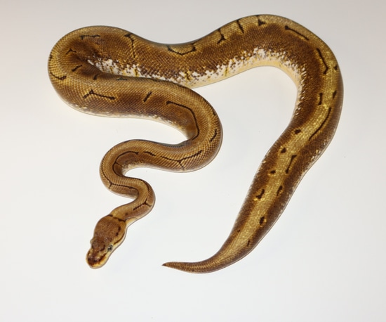 Pinstripe Spider 100% Het Pied Ball Python by Cold Blooded Mutations