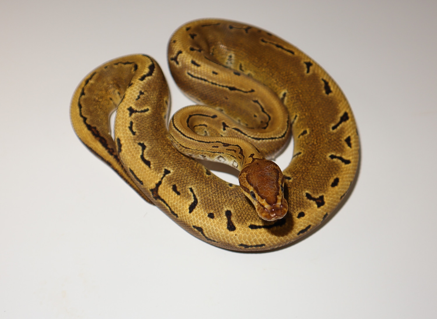 Pinstripe Blade 100% Het Clown Ball Python by Cold Blooded Mutations ...