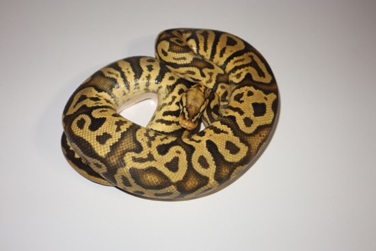 Proven Breeder Pastel Leopard Hypo Ball Python by Cold Blooded Mutations