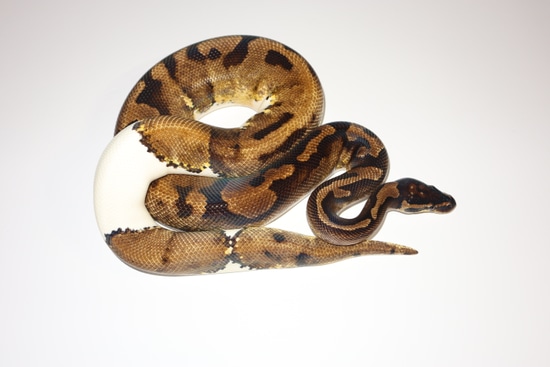 Proven Breeder Male Pied (Free Shipping) Ball Python by Cold Blooded ...