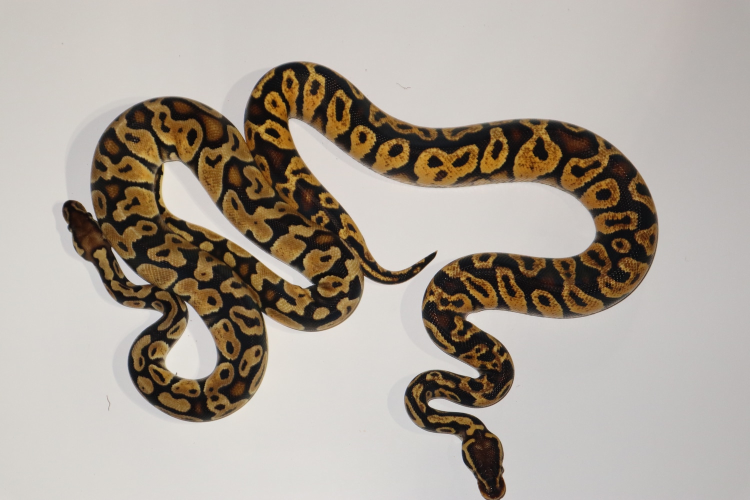 Cold Blooded Mutations