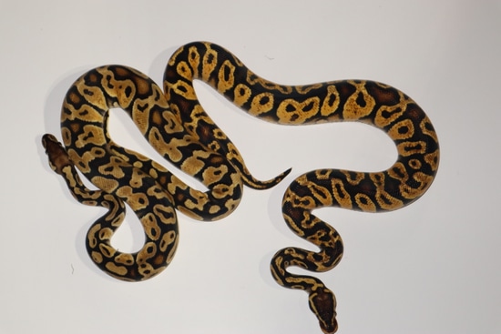 Pastel Pair (Free Shipping) Ball Python by Cold Blooded Mutations