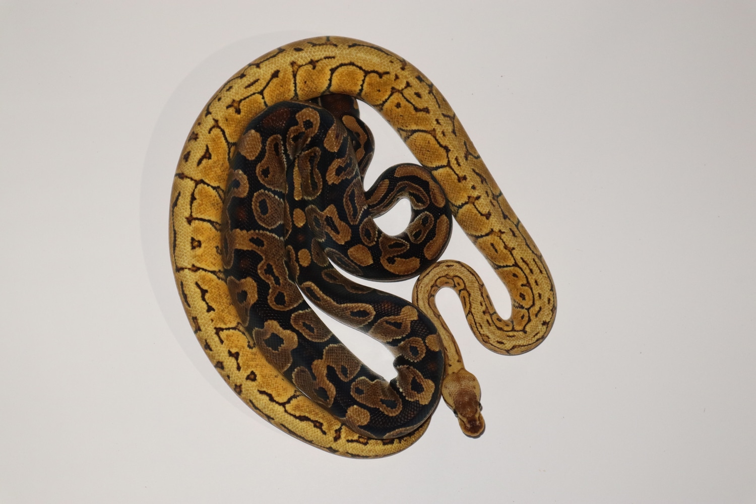 Pair (Free Shipping) Ball Python by Cold Blooded Mutations - MorphMarket