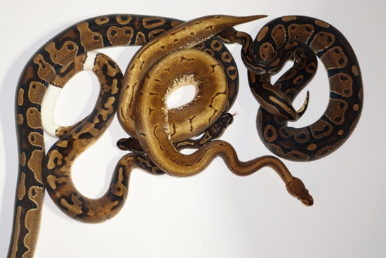 Lot Of 4 (Free Shipping) Ball Python by Cold Blooded Mutations