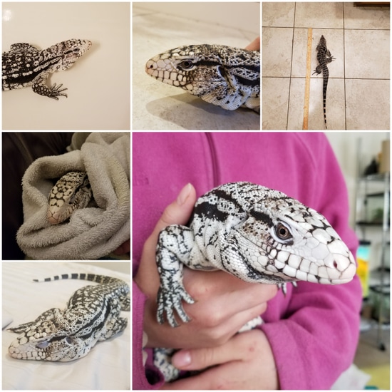 High-White Other Tegus by MJ Reptiles